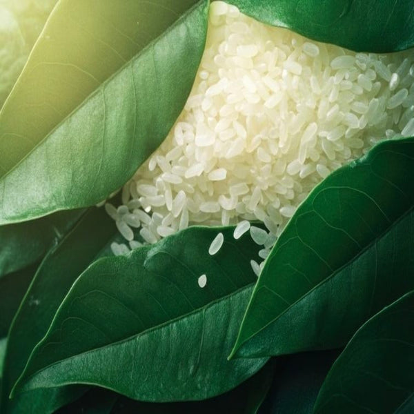 Premium and Best Indian Rice – Sona Masoori and Basmati – Shubham Foods